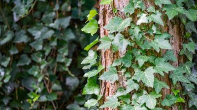 Will Glyphosate Kill Ivy? - POMAIS Agriculture