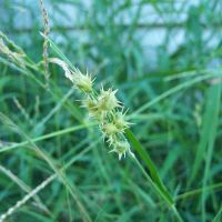Burr Weeds: Identification, Prevention, and Control - POMAIS Agriculture