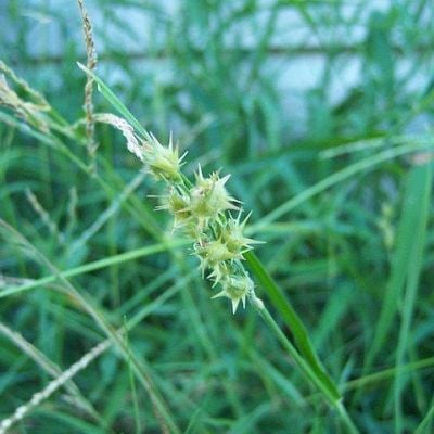 Burr Weeds: Identification, Prevention, and Control - POMAIS Agriculture
