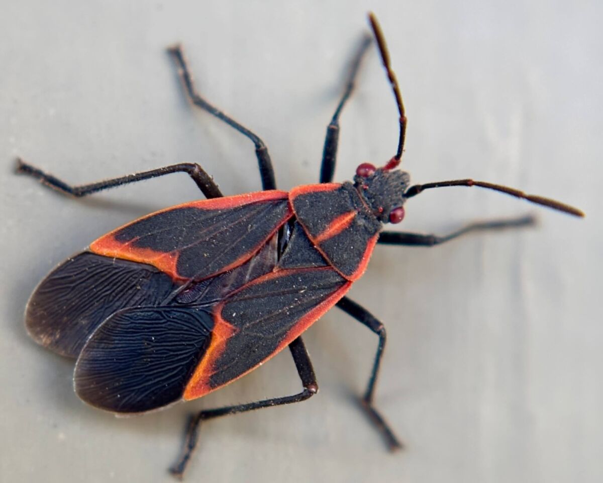 Boxelder Bug Control: How to Get Rid of Boxelder Bugs - POMAIS Agriculture